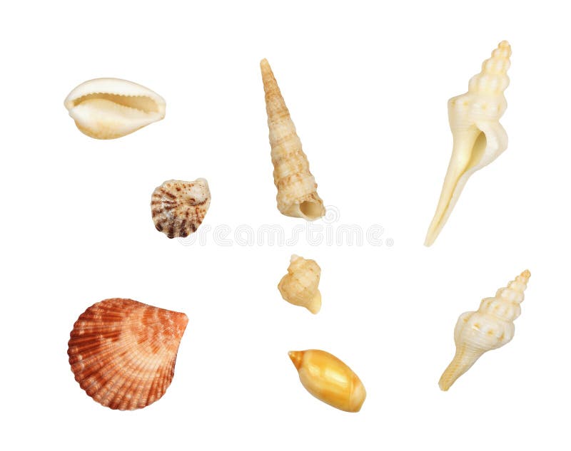 Set of different seashells stock photo. Image of flat - 167626656