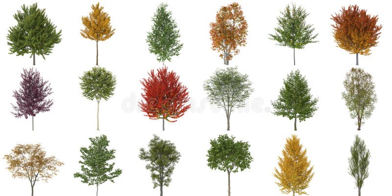 Set of Different Shaped Trees Transparent Background 3d Stock Photo ...