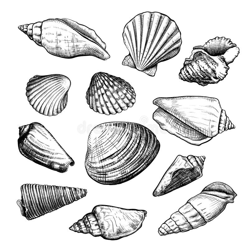 Seashells big set stock vector. Illustration of aquatic - 117115405