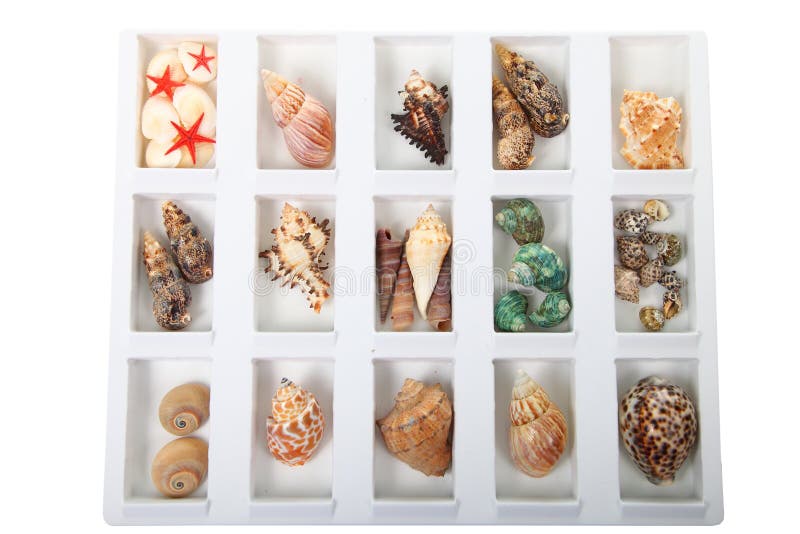 Many Various Shells and Stones in the Wooden Box Stock Image - Image of ...