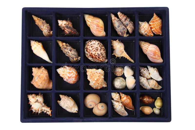 Set of different shells stock image. Image of abstract - 56145833