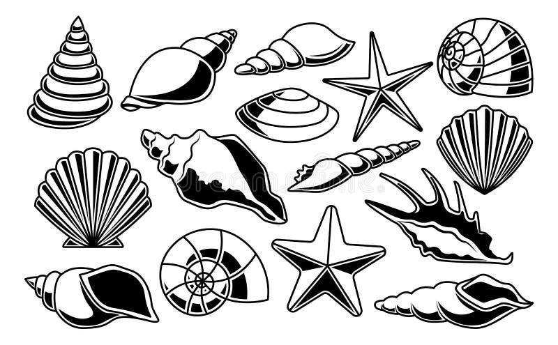 Set of Different Shells Isolated on White Background Stock Illustration ...