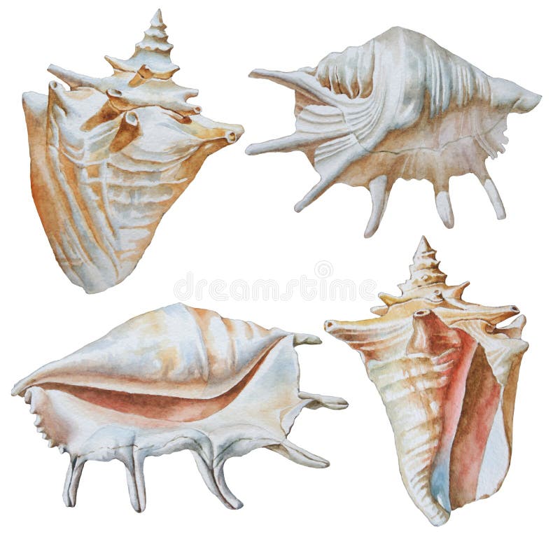 Set with different shells. stock illustration. Illustration of ...