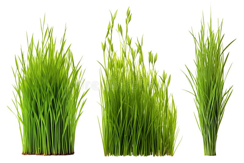 Set of Different Short Vertical Piece of Green Grass Cut on a ...