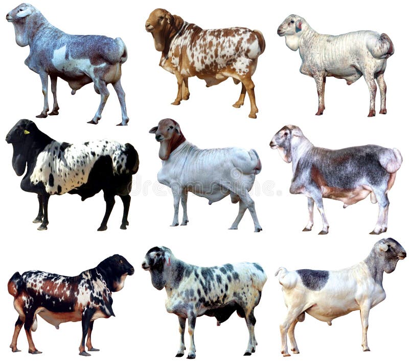 A Set of Different Species of Sheep. Stock Photo - Image of goats ...