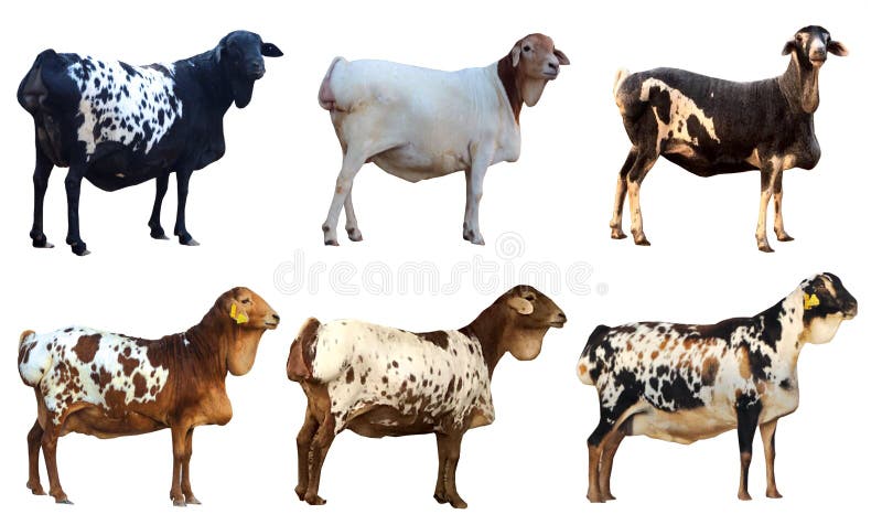 A Set of Different Species of Sheep. Stock Image - Image of domestic ...
