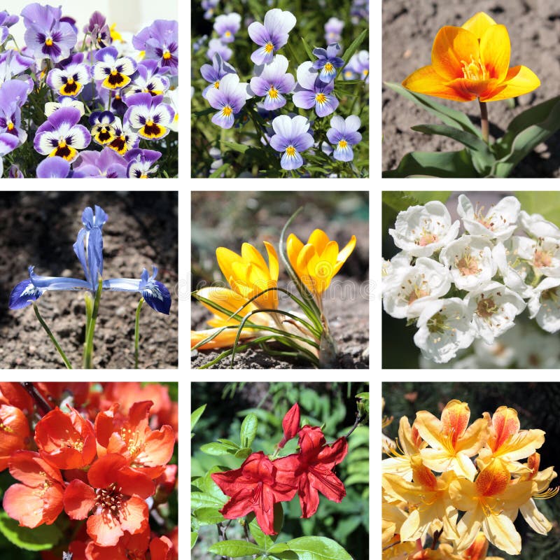 Set of Different Spring Flowers Stock Image - Image of hearts, blooming ...