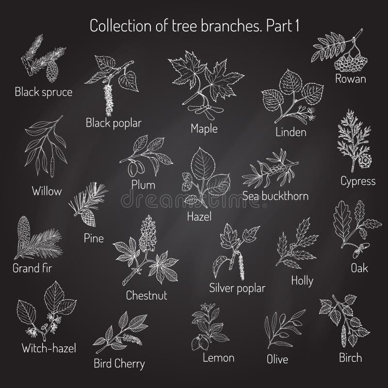 Set Of Different Tree Branches Stock Vector - Illustration of maple ...