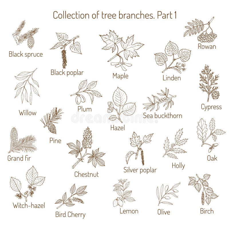 Set of Different Tree Branches Stock Vector - Illustration of cinnamon ...