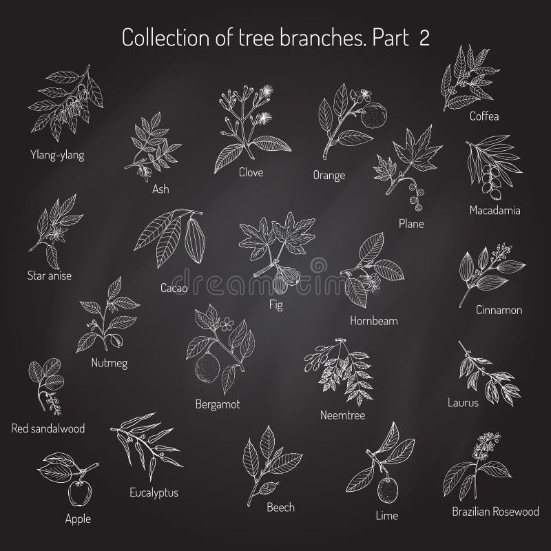 Set of Different Tree Branches. Stock Vector - Illustration of grand ...