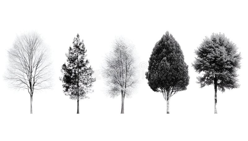 Set of Different Trees Isolated on White Background Stock Image - Image ...