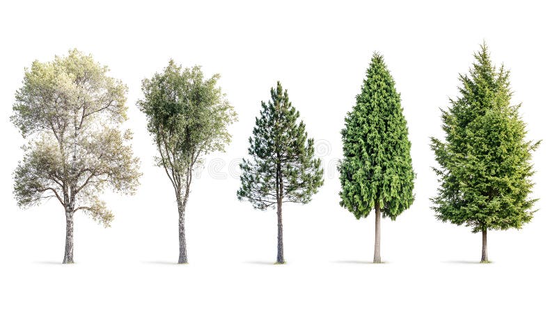 Set of Different Trees Isolated on White Background Stock Image - Image ...