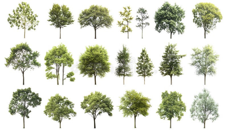 Set of Different Trees Isolated on White Background Stock Photo - Image ...