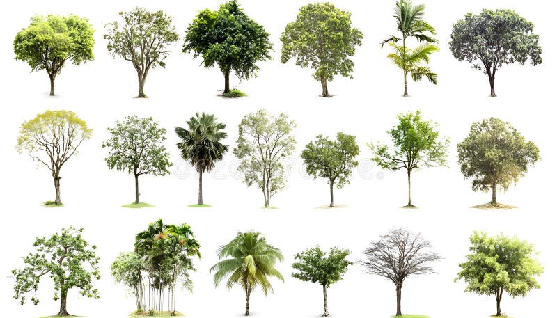 Set of Different Trees Isolated on White Background Stock Image - Image ...
