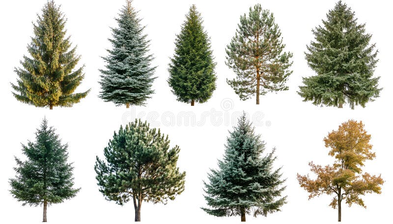 Set of Different Trees Isolated on White Background Stock Image - Image ...