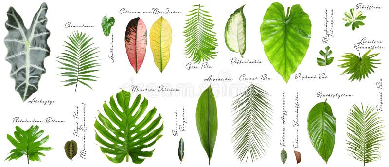 Set of Different Tropical Leaves Stock Image - Image of design, cycas ...