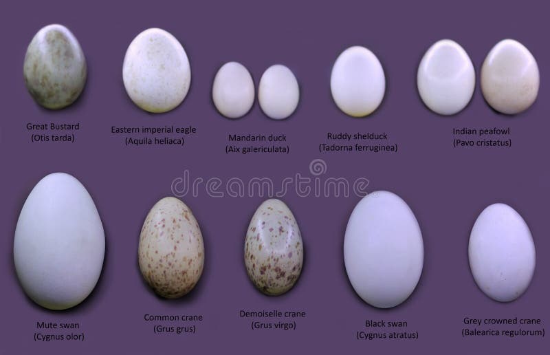 Set of Different Type Birds` Eggs Against Violet Background Stock ...