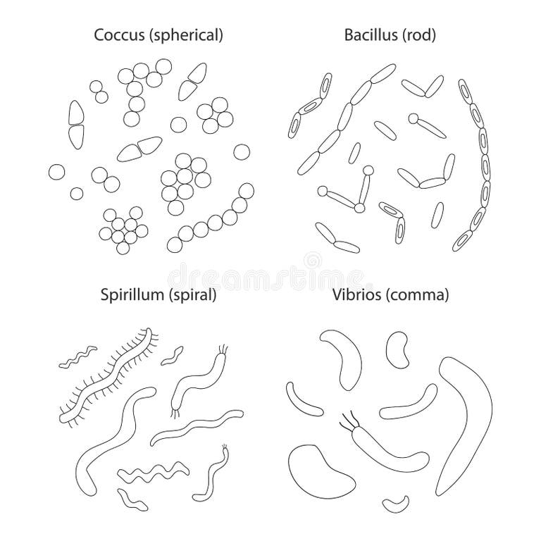 Simple Black Outline Bacterias Group Stock Illustrations – 2 Simple ...