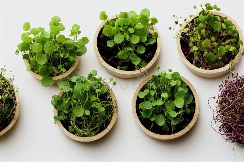 Set of Different Types of Microgreens for Human Consumption Stock Image ...