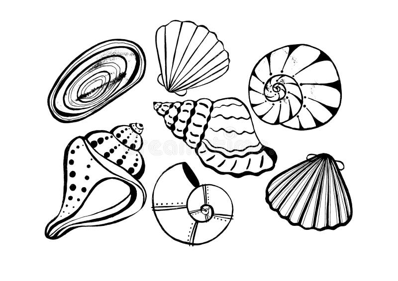 A Set of Different Types of Shells. Drawn with a Black Outline on a ...