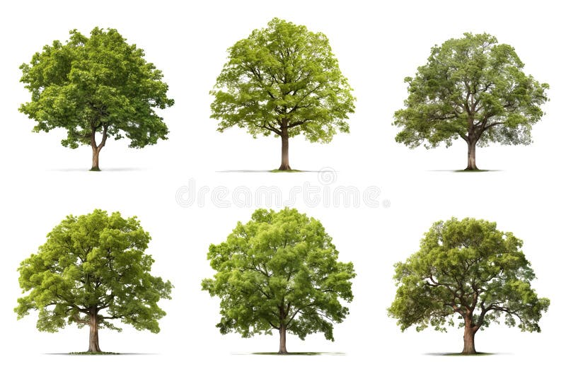 Set of a Different Types of Trees Stock Illustration - Illustration of ...