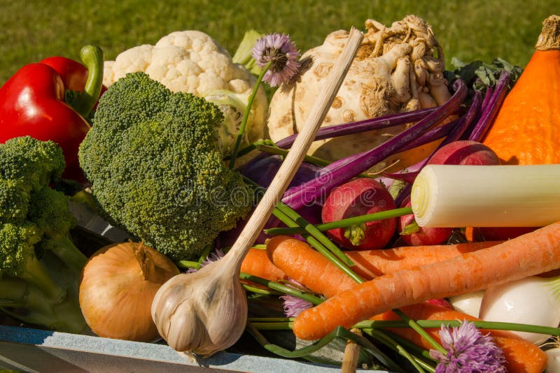 Set of Different Vegetables Stock Photo - Image of nature, eating: 93827758