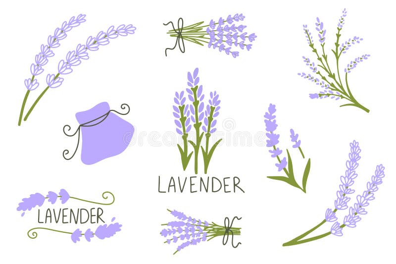 Set of Differents Lavender on White Background. Outline Illustration ...