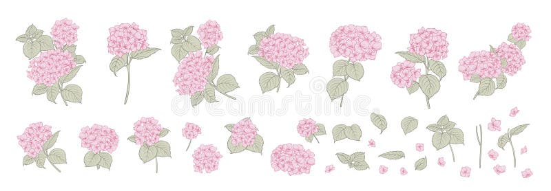 Floral Pink Hydrangeas. Set of Differents White Hydrangea on White ...