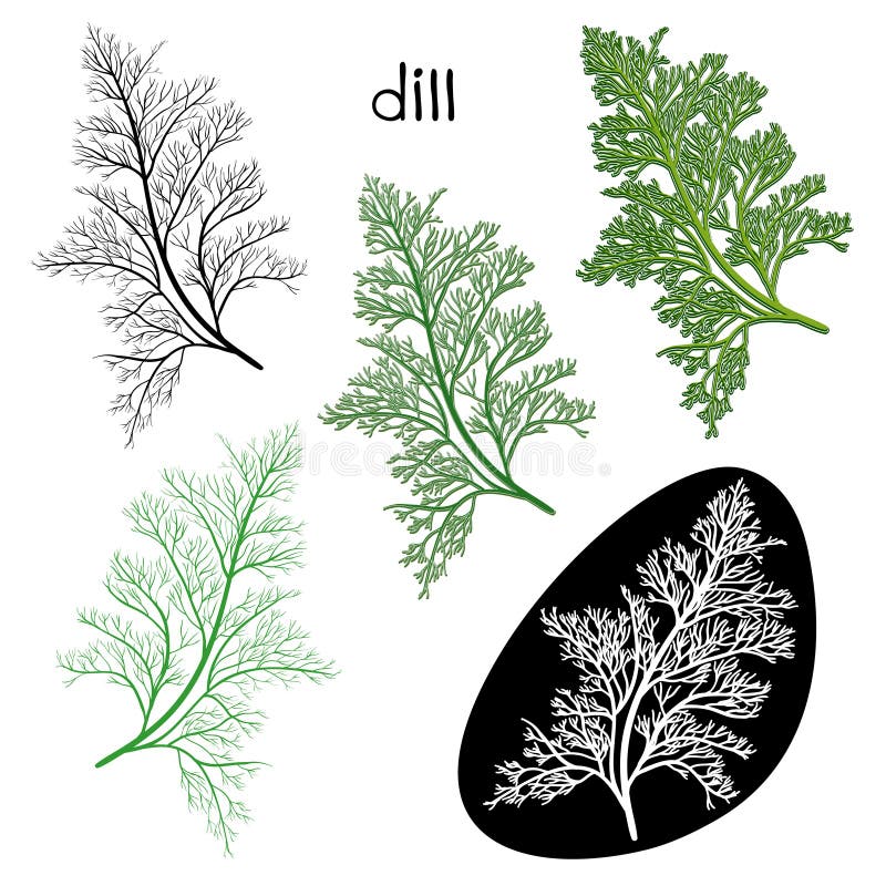 Set of Dill Isolated on White Background. Hand Drawn Ill Stock ...
