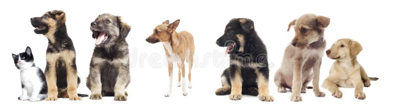 Set of Dogs Looking Sideways Stock Photo - Image of young, domestic ...