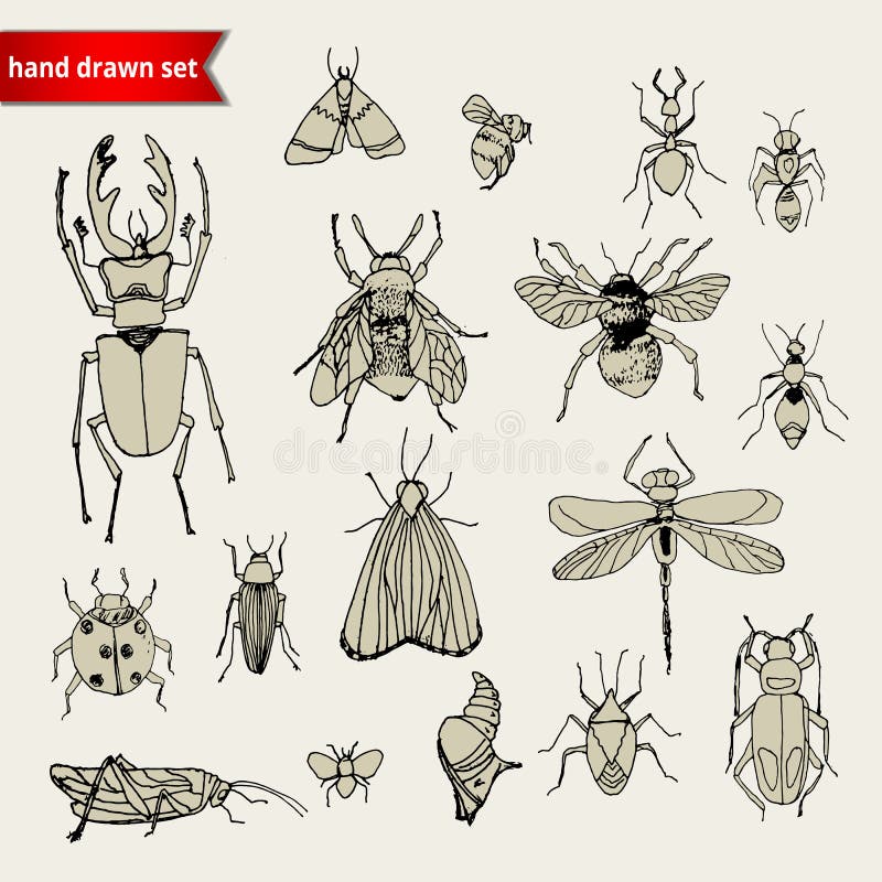 Wing sketch stock vector. Illustration of flight, natural - 51598636