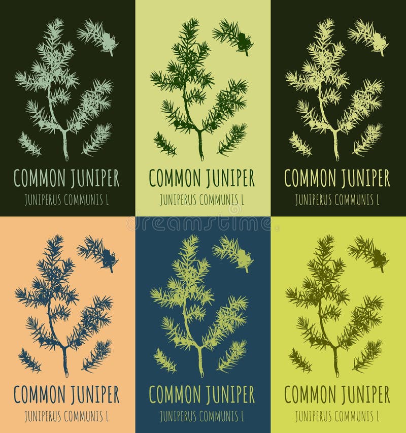 Set of Drawing of Juniper in Various Colors. Hand Drawn Illustration ...