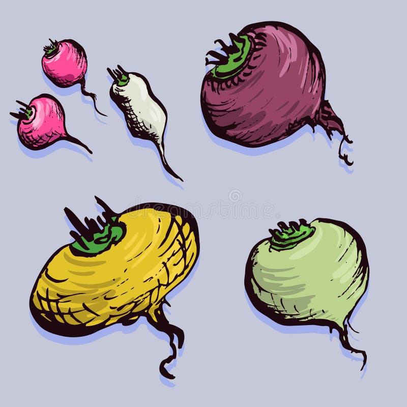 Set of Ink Drawing Vegetables Stock Vector - Illustration of carrots ...