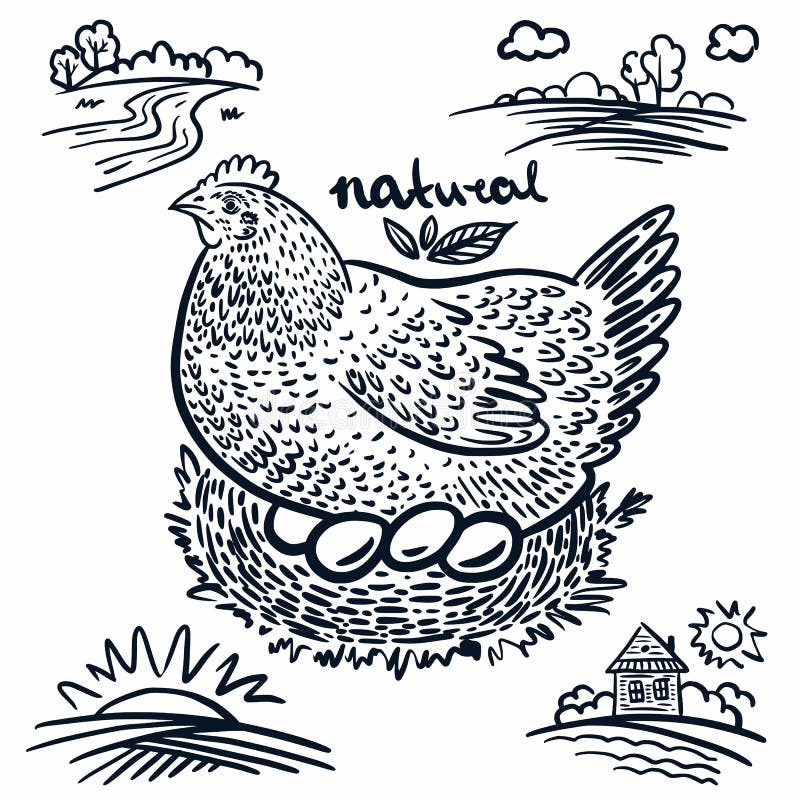 Set of Drawings from the Hand of Chicken Sits on the Eggs and Sketches ...