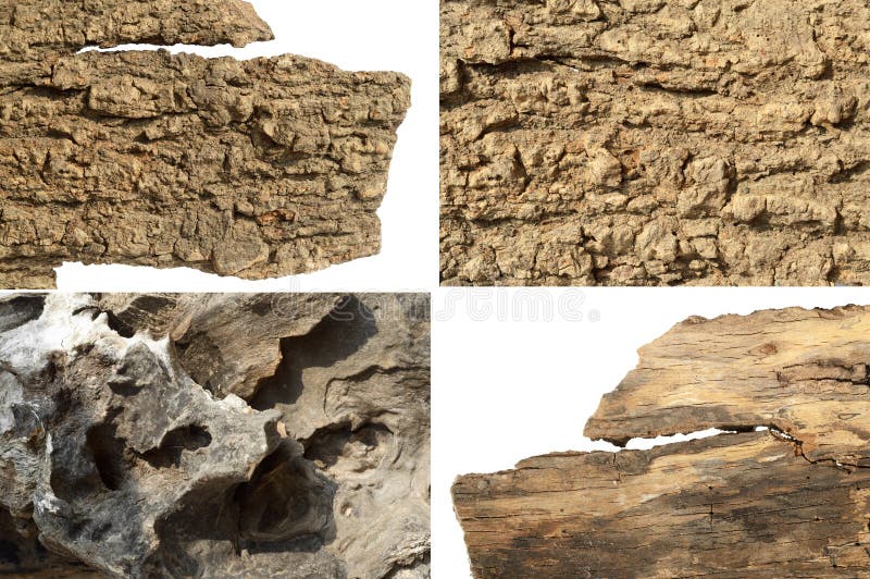 Set of dry bark stock photo. Image of peel, piece, texture - 87922626