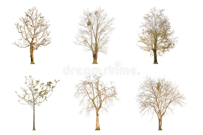 Set of Dry Tree Shape and Tree Branch on White Background for Isolated ...