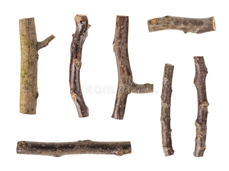 Set of Dry Tree Sticks Isolated on White Stock Image - Image of natural ...