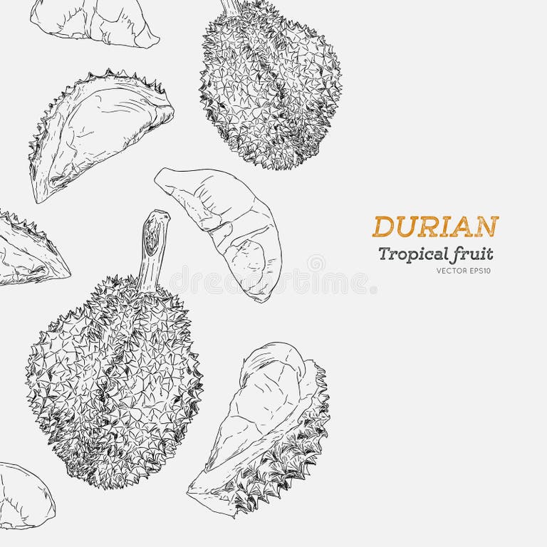 Set of Durian , Sketch Vector. Stock Vector - Illustration of delicious ...