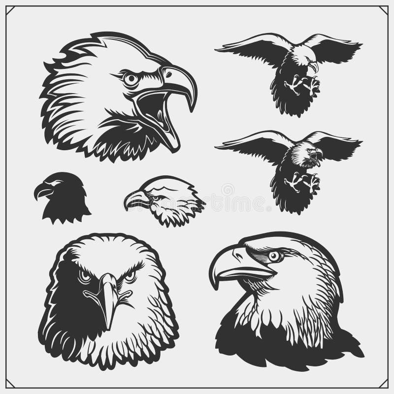 Set of Eagles. Emblems and Template for Sport Club Design Stock Vector ...