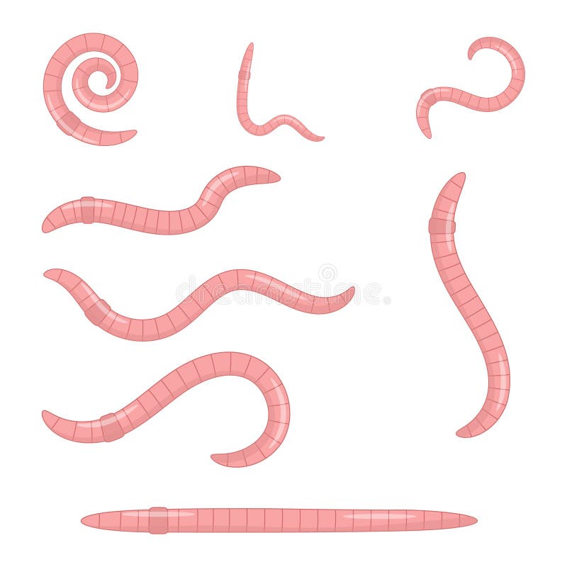 A Set of Earthworms. Pink Worms of Different Shapes Stock Vector ...
