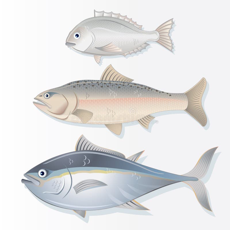 Edible Fishes stock vector. Illustration of fishery, robin - 38725747