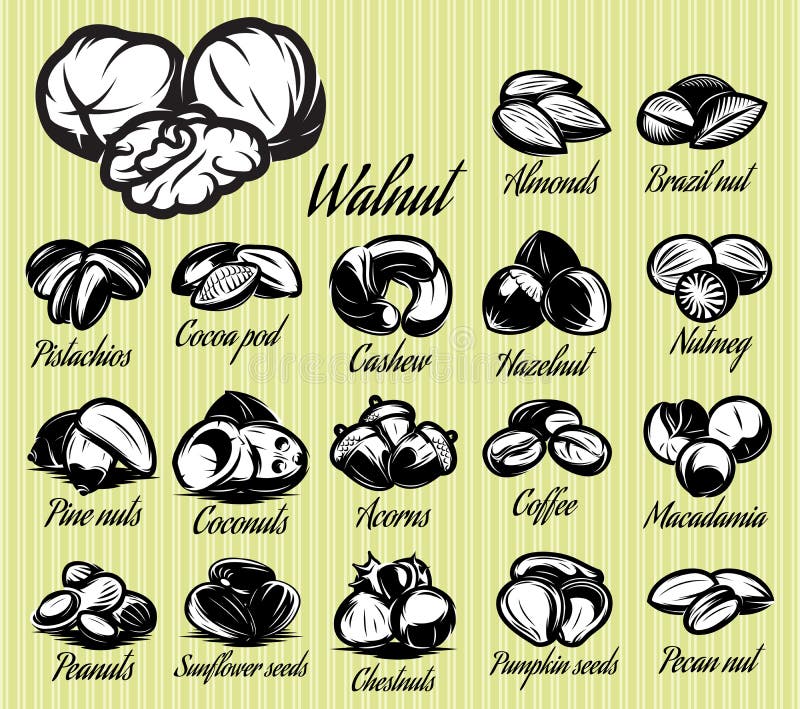 Set of Eighteen Stylish Vector Templates of Nuts for Menu Stock Vector ...