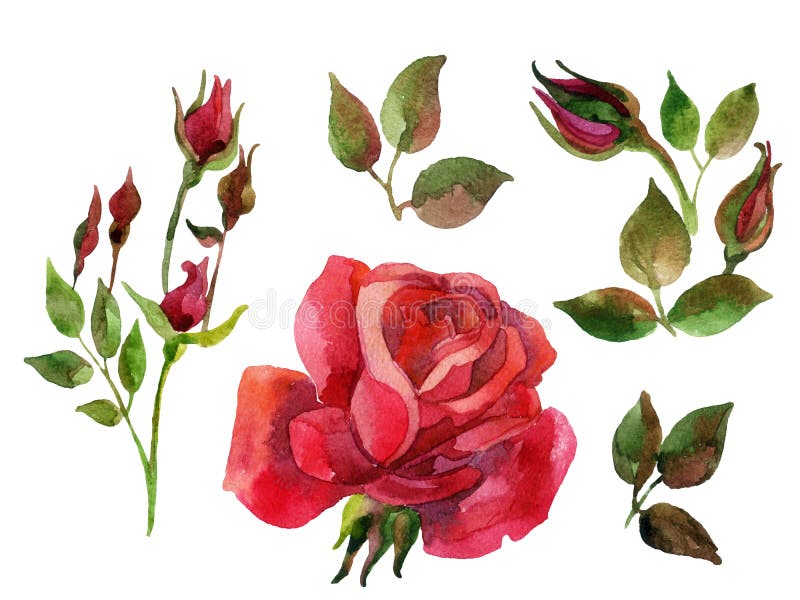 Set of Elements of Red Roses Stock Illustration - Illustration of ...