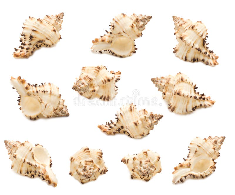 Set of Eleven Conch Shell Angles Isolated on White Background Stock ...