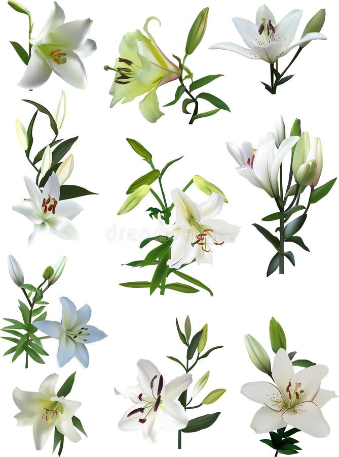 Eleven Flowers Stock Illustrations – 92 Eleven Flowers Stock ...