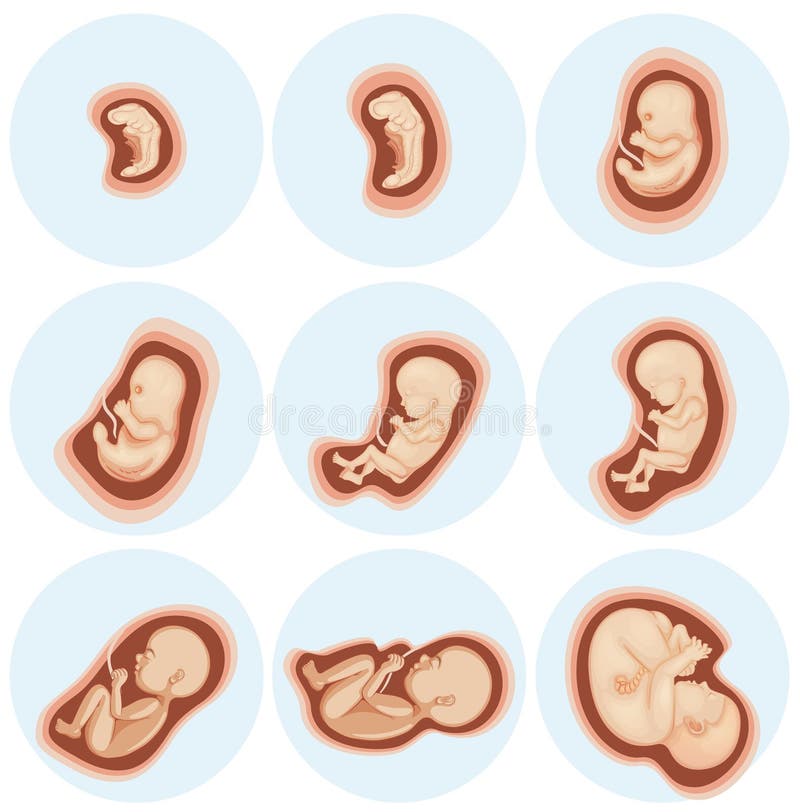 Embryo development stock vector. Illustration of development - 49513700