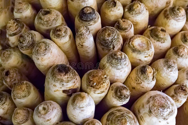 Set End of Root Leeks Base Crop Farmer Autumn Texture Design Base Web ...