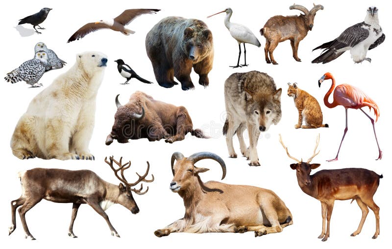 Animales europeos aislados imagen de archivo. Imagen de garceta - 82778029