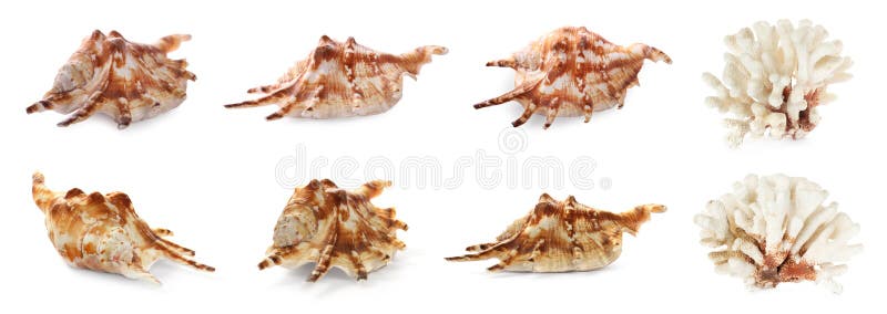 Set of Exotic Sea Shells and Dry Corals on White Background. Banner ...