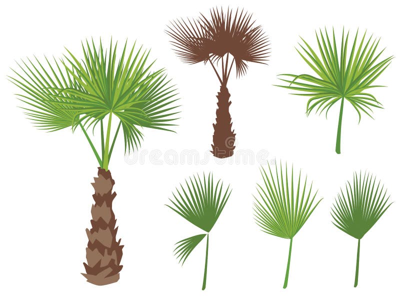 Set of Fan Palm Round Leaves. Fan Palm Tree Stock Illustration ...
